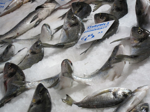 Rigor Mortis @ EU Regulations – MESUBIM